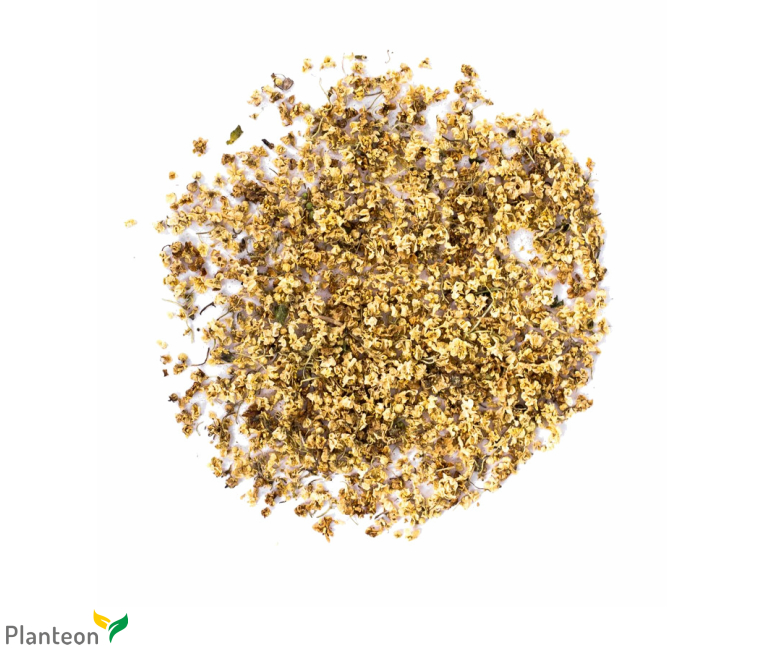 Kwiat czarnego bzu - właściwości, jak parzyć - Planteon.pl