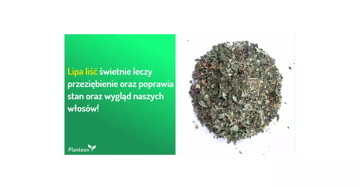 Liść lipy - właściwości, czy są jadalne? Planteon.pl