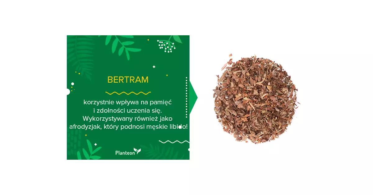 Bertram - właściwości, jak stosować - Planteon.pl