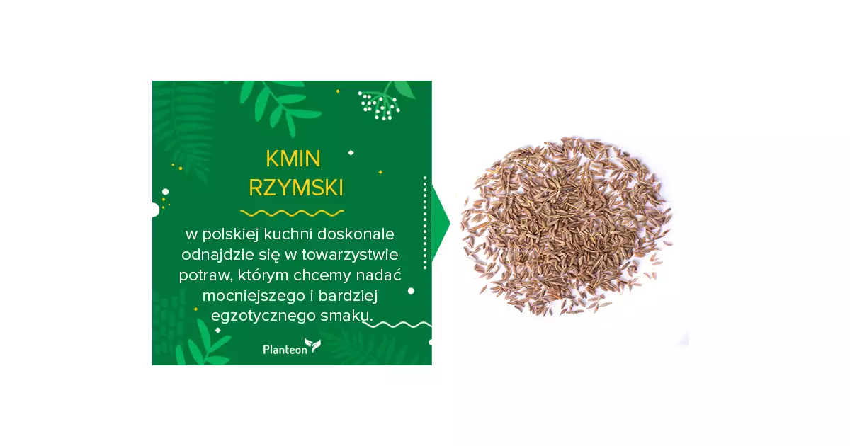 Kmin rzymski - właściwości i zastosowanie | blog.planteon.pl