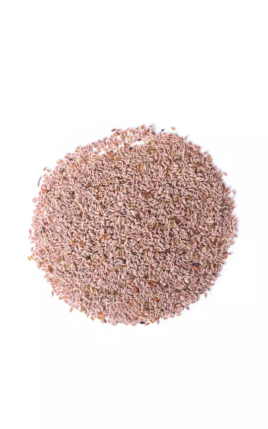 Babka jajowata ziarno do kuchni - Planteon.pl